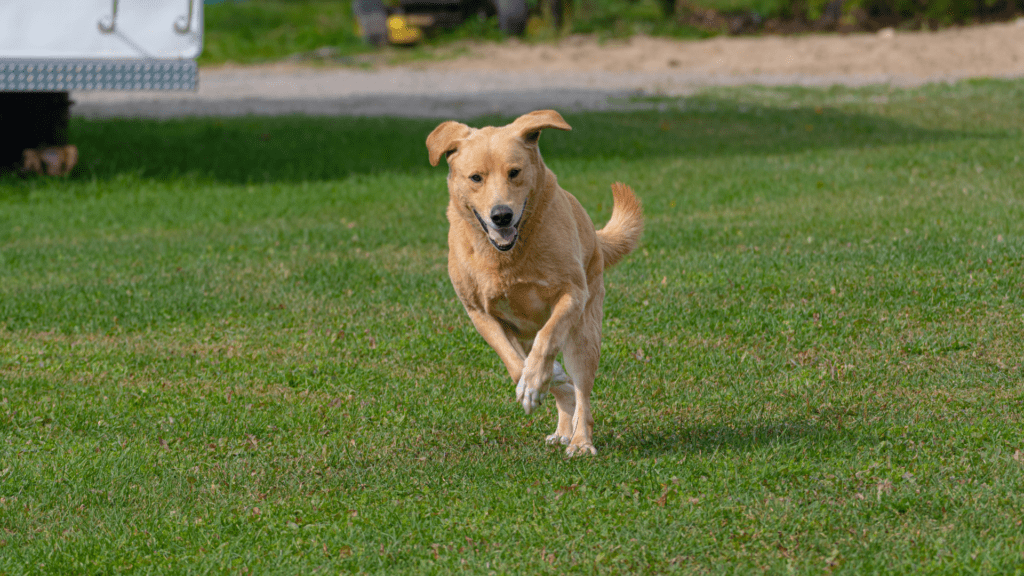 Pet Chiropractic Care - Northwest Animal Hospital